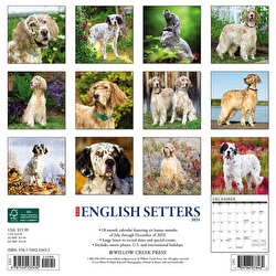 Just English Setters - 2024 Wall Calendar « Calendars « The Pointing ...