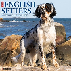 Just English Setters - 2025 Wall Calendar « Calendars « The Pointing ...